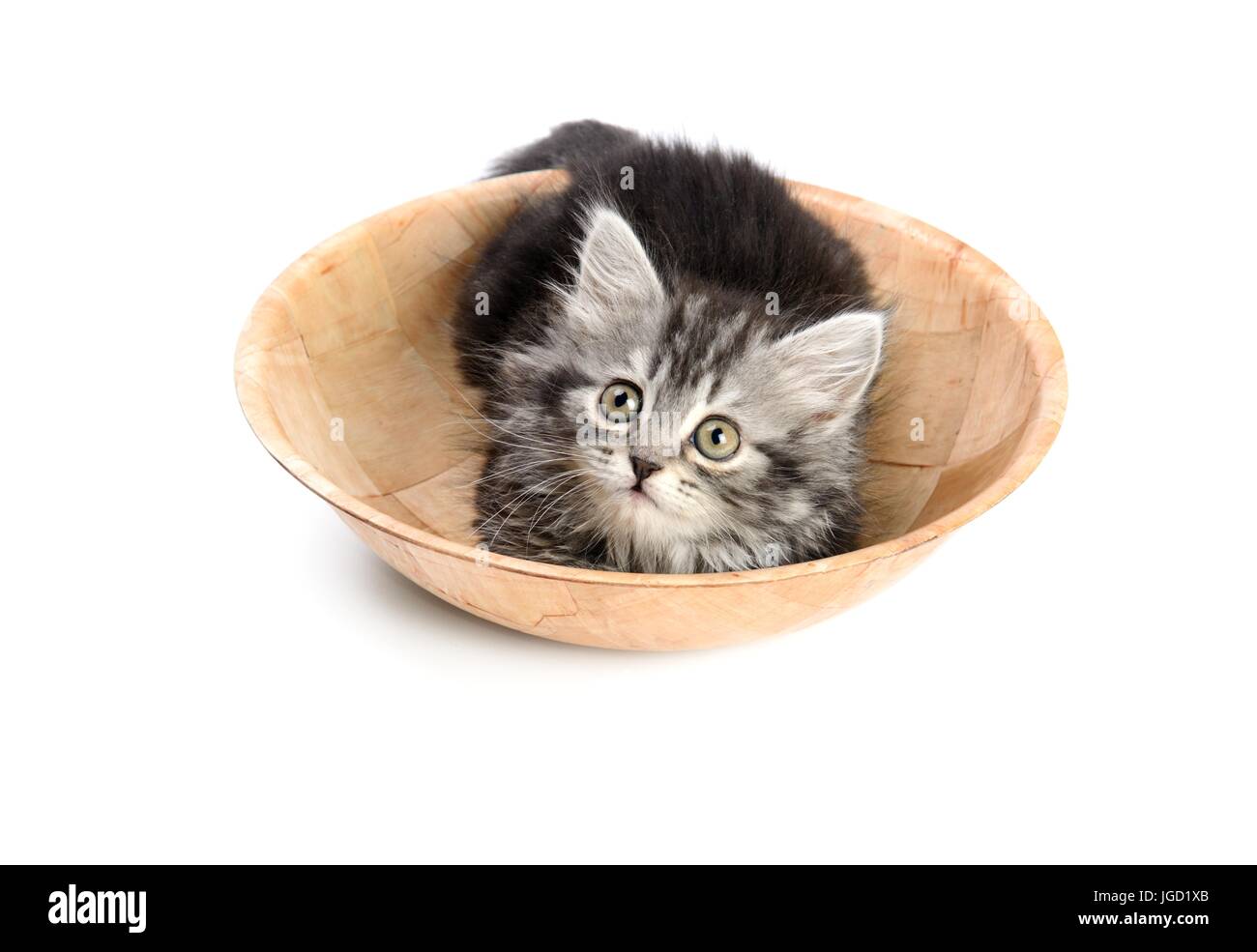 Little kitty, on white Stock Photo - Alamy