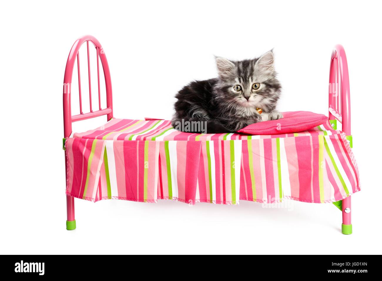 Cute little cat laying Cut Out Stock Images & Pictures - Alamy