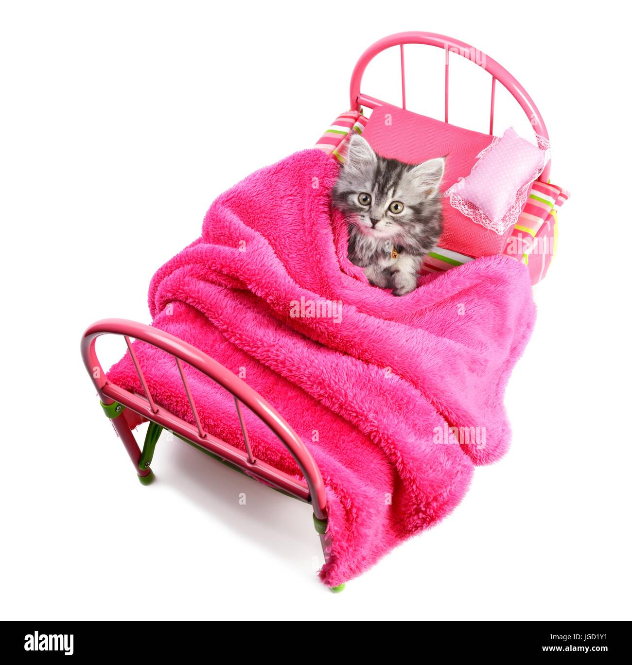 Cute little cat laying Cut Out Stock Images & Pictures - Alamy