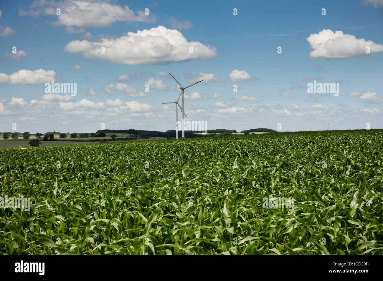 Renewable energy. Farm of wind turbines on the corn field Stock Photo ...
