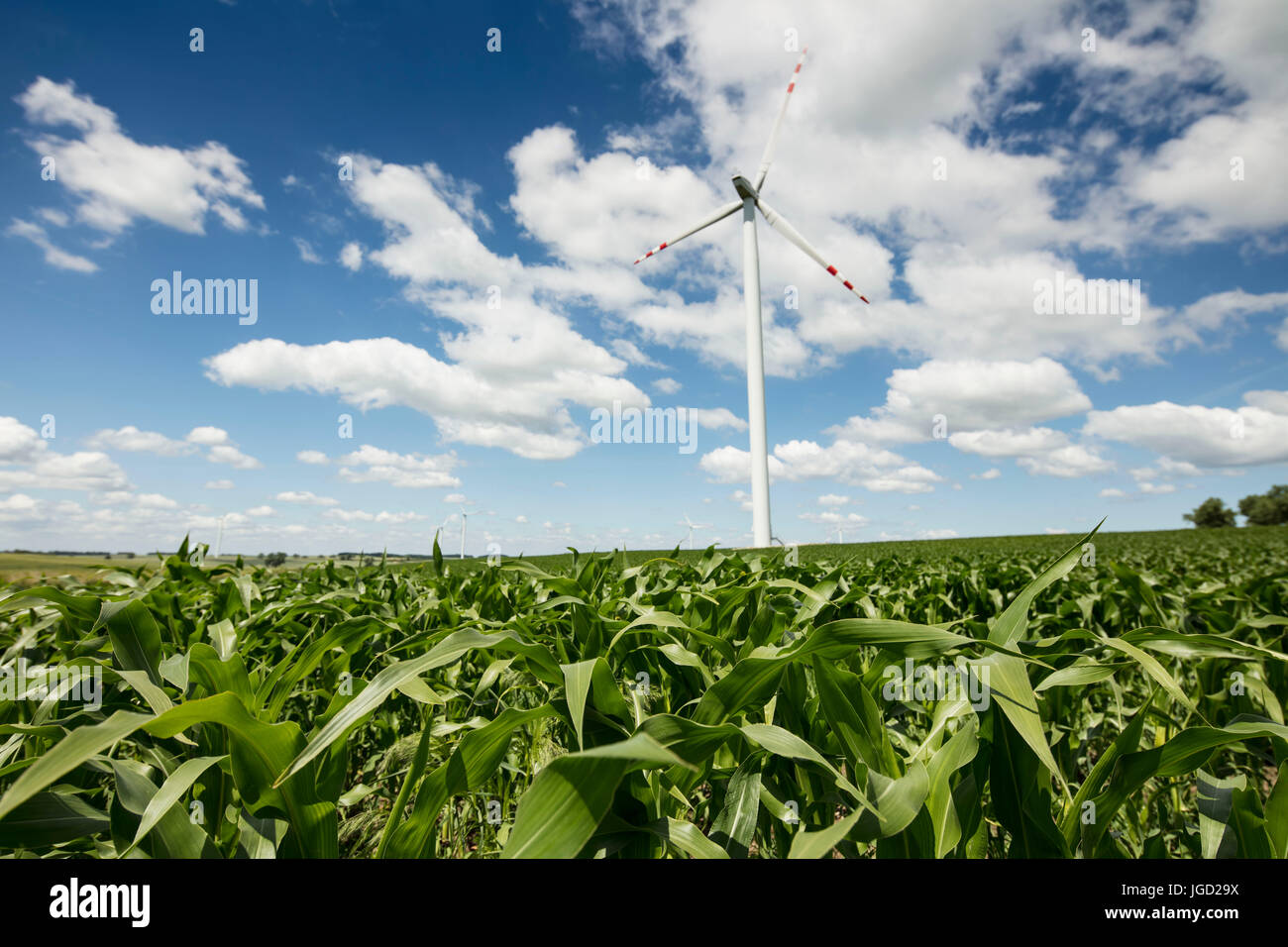 Renewable energy. Farm of wind turbines on the corn field Stock Photo ...
