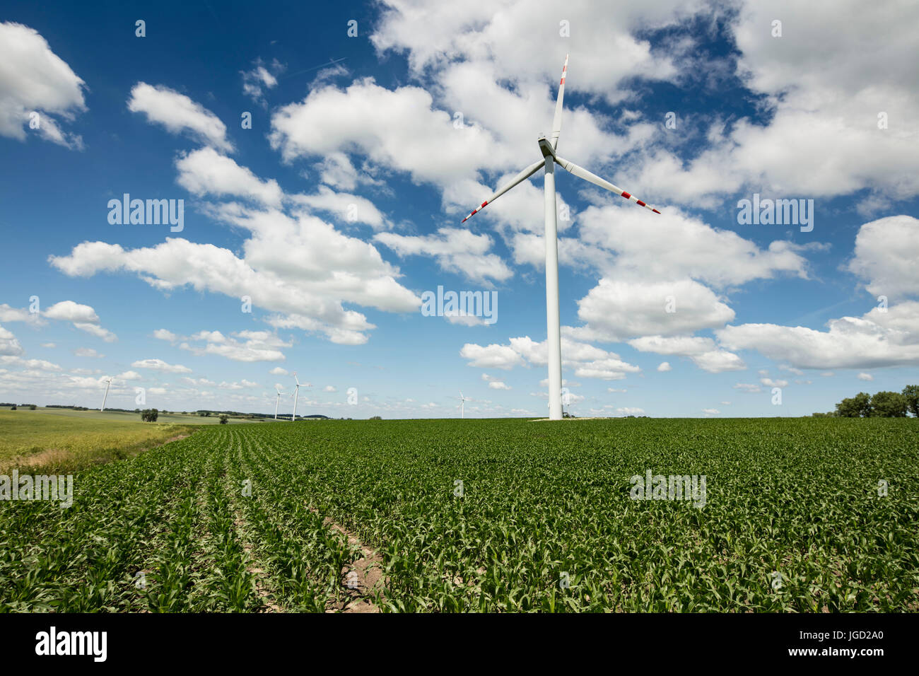 Renewable energy. Farm of wind turbines on the corn field Stock Photo ...