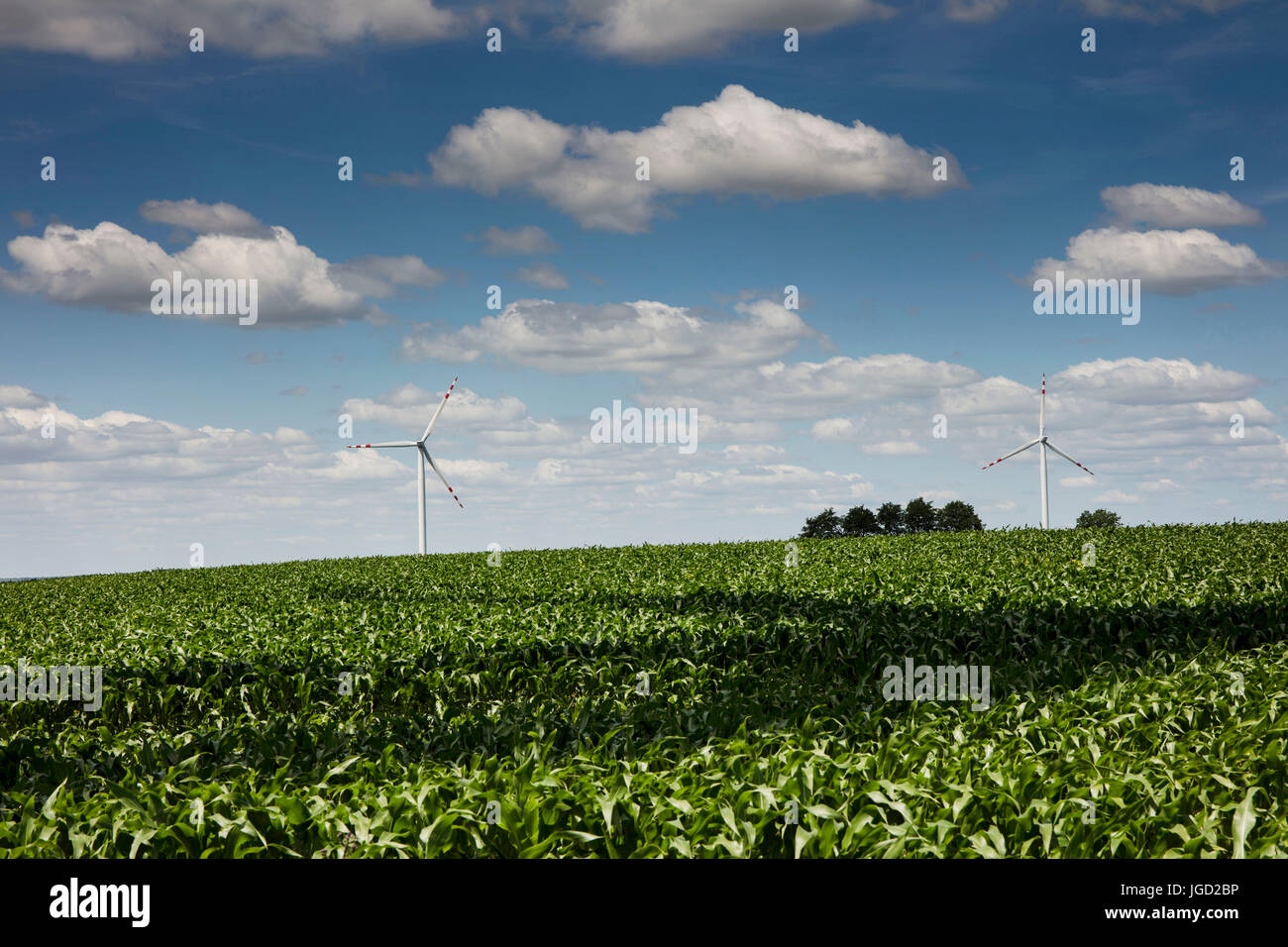 Renewable energy. Farm of wind turbines on the corn field Stock Photo ...