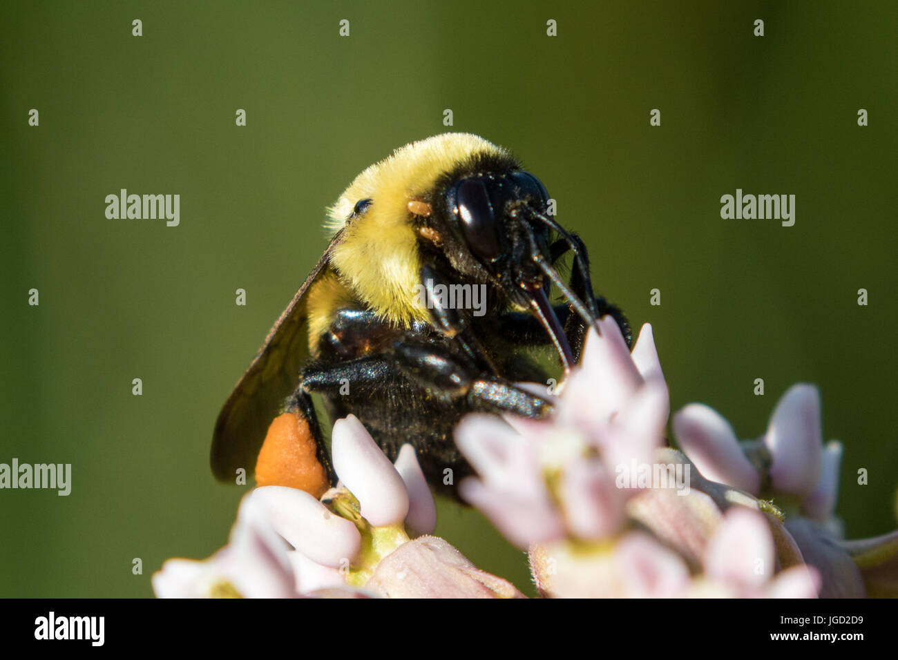 The common eastern bumble bee hi-res stock photography and images - Alamy
