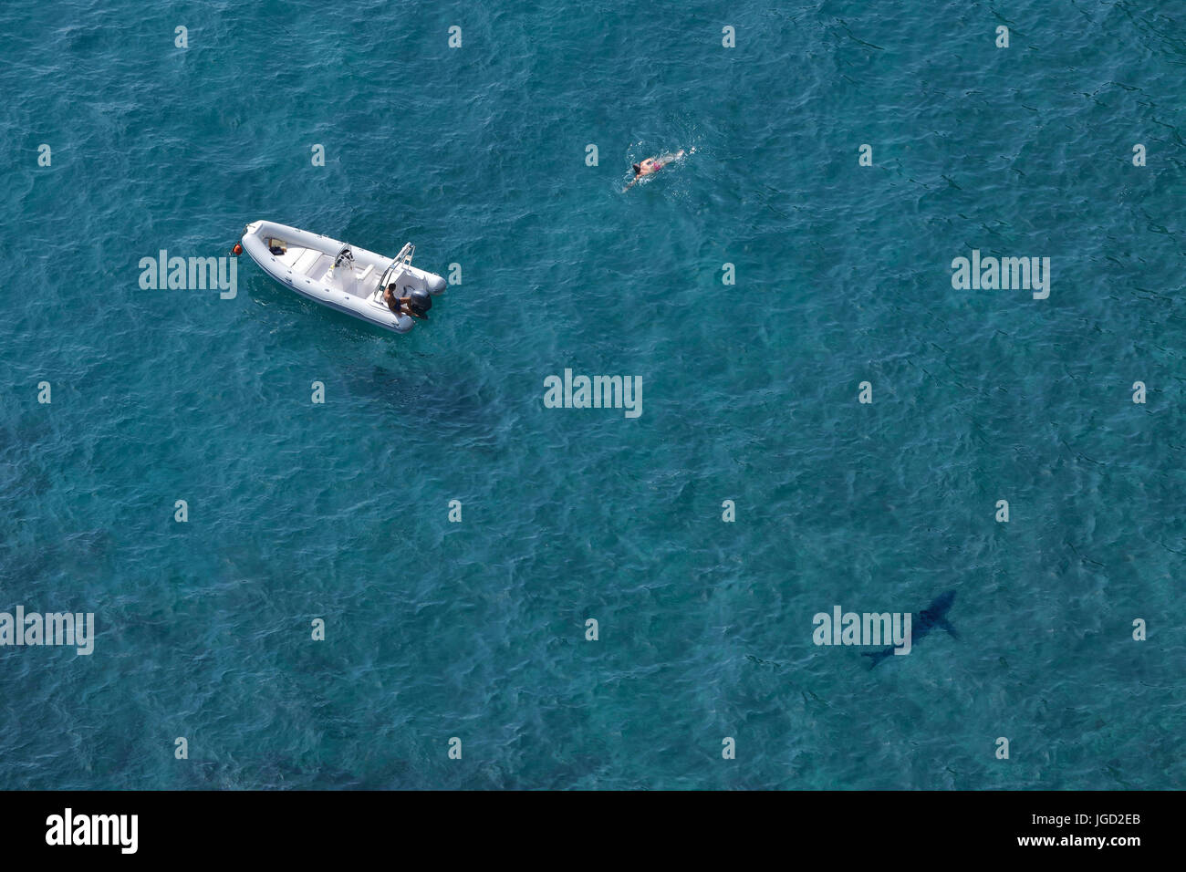 Aerial view of a swimmer and a shark in water with a white speed boat ...