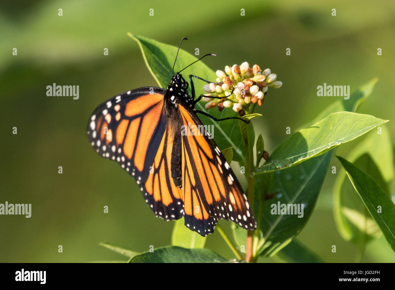 Monarch Butterfly on milkweed Stock Photo - Alamy