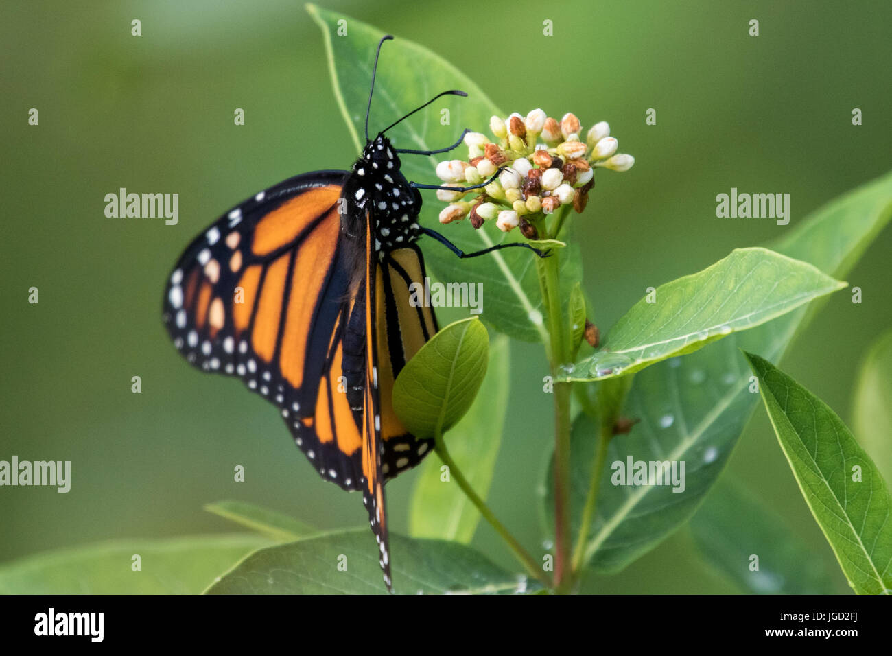 Monarch Butterfly on milkweed Stock Photo - Alamy