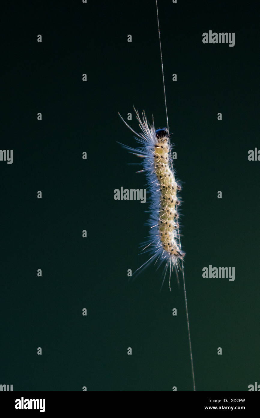 Caterpillars climbing silk thread Stock Photo - Alamy