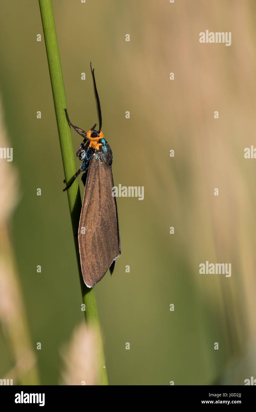 Yellow-Collared Scape Moth Stock Photo - Alamy