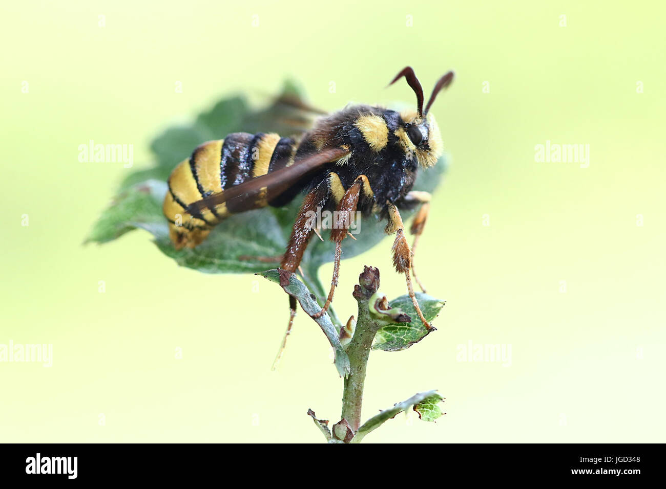 European Hornet moth or Hornet Clearwing (Sesia apiformis), a day ...