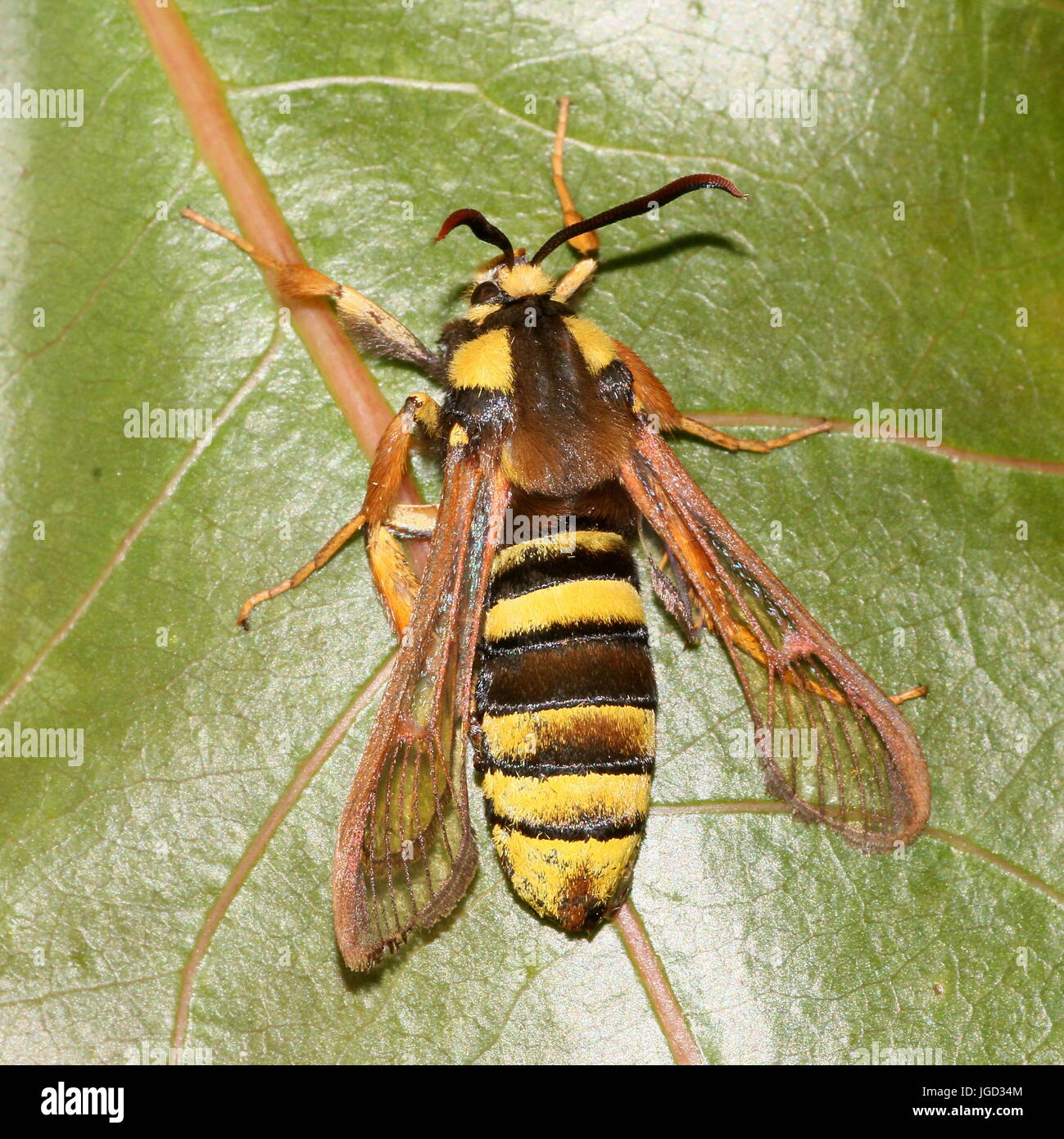 Sesia Apiformis Stock Photos & Sesia Apiformis Stock Images - Alamy