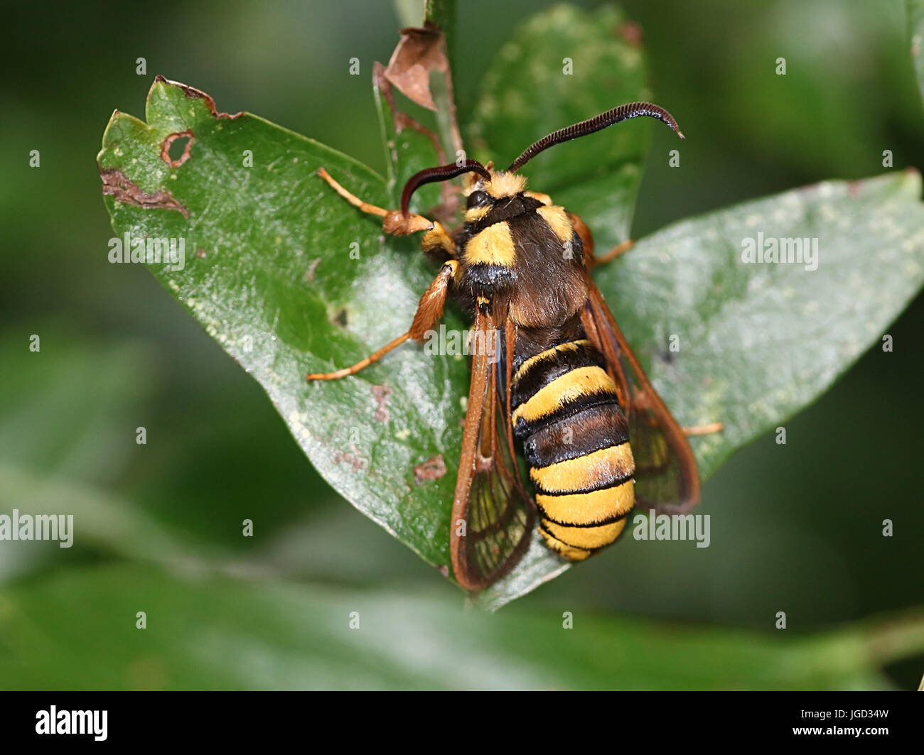 European Hornet moth or Hornet Clearwing (Sesia apiformis), a day ...