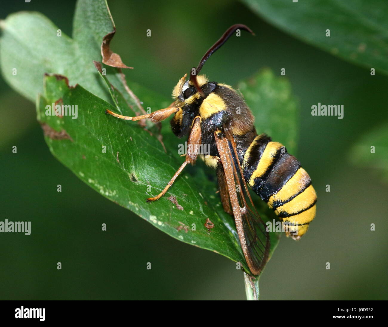 Moth looks like butterfly hi-res stock photography and images - Alamy