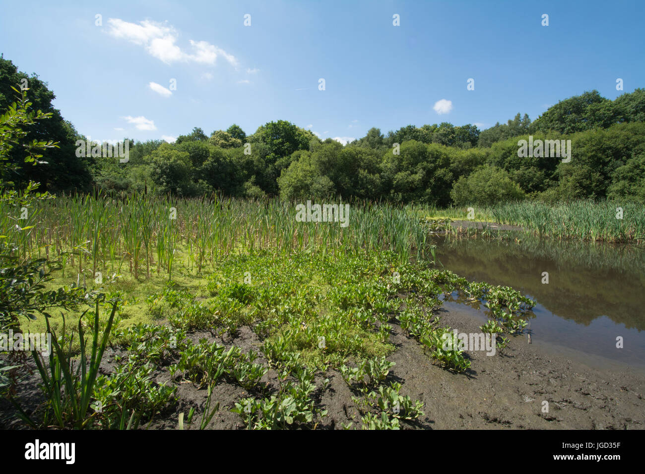Yateley common country park hi-res stock photography and images - Alamy