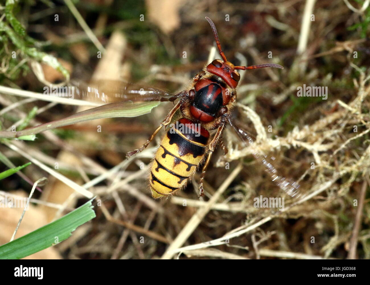 European Hornet _ The Fascinating Life Cycle of the Hornet – GPTEI