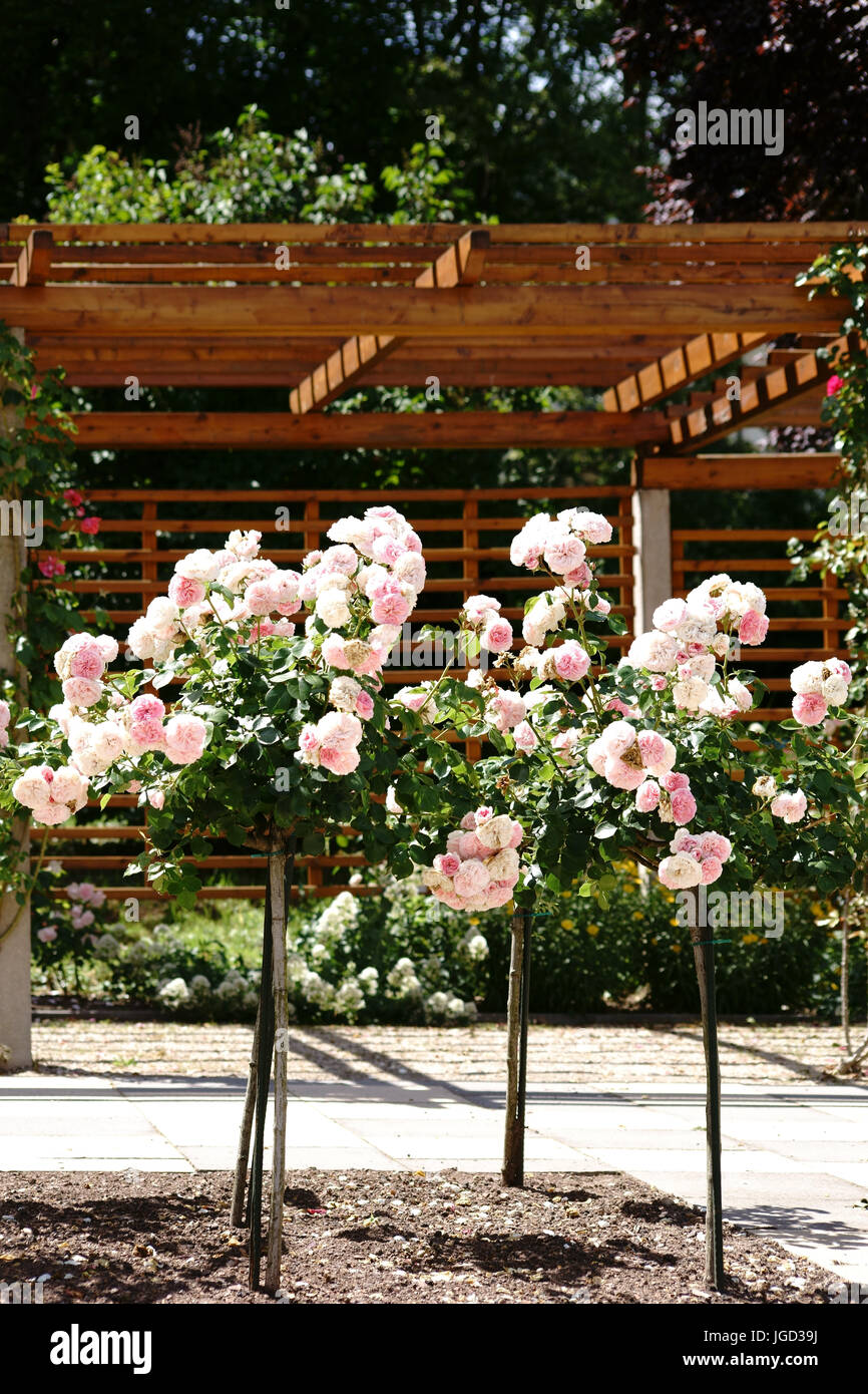 Front Yard Tree With Rose Hope Ranch Paradise — Montecito Landscape