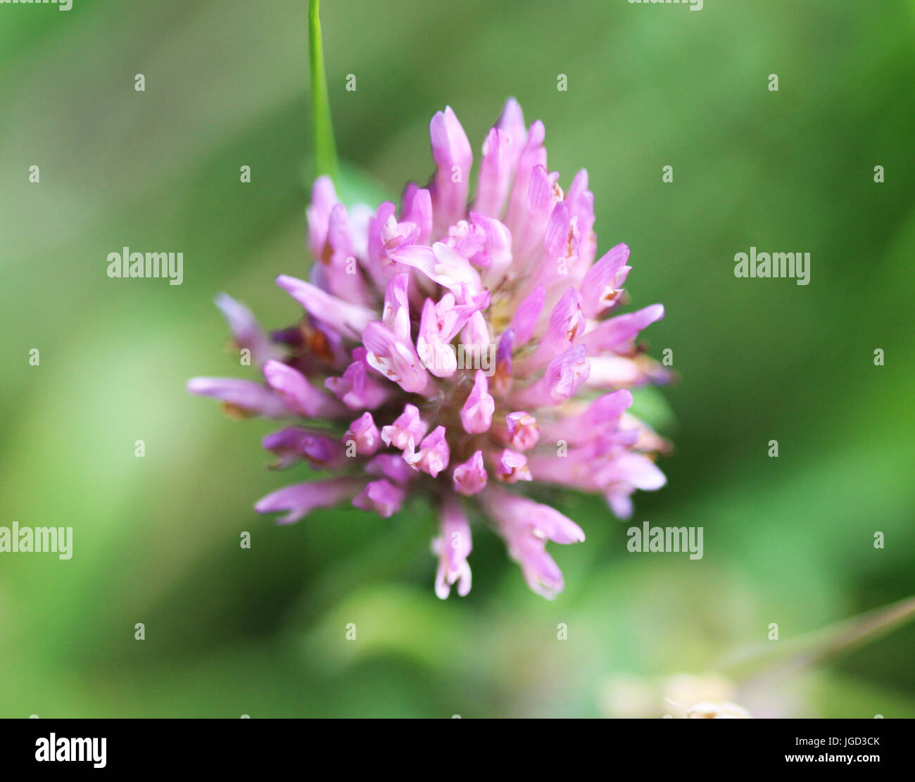 Clover ecosystem hi-res stock photography and images - Alamy