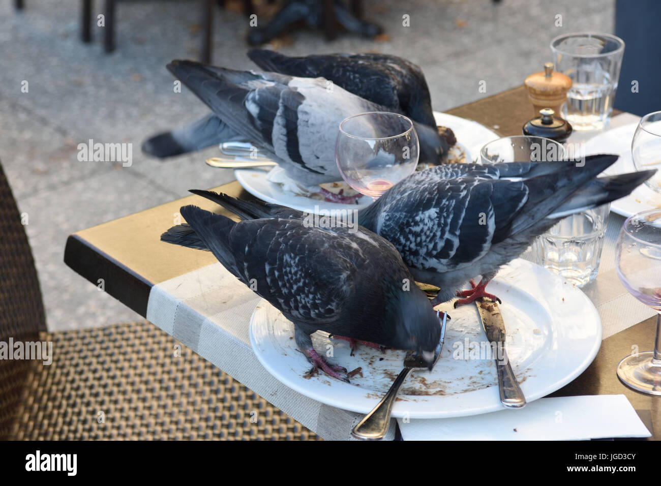 Pigeons eating at a restaurant table Stock Photo - Alamy