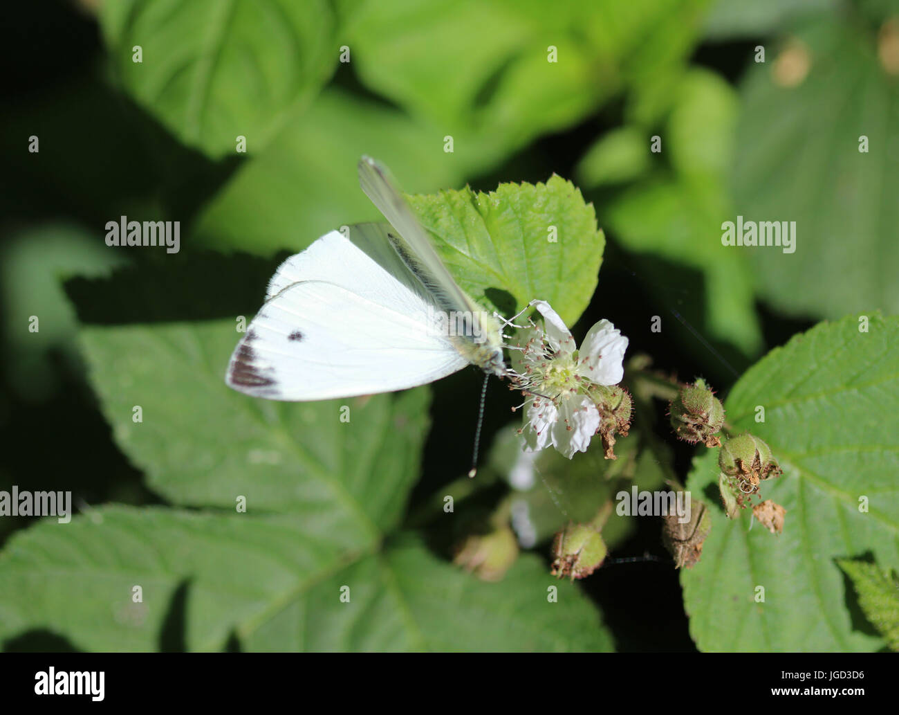 Small white (pieris rapae Stock Photo - Alamy