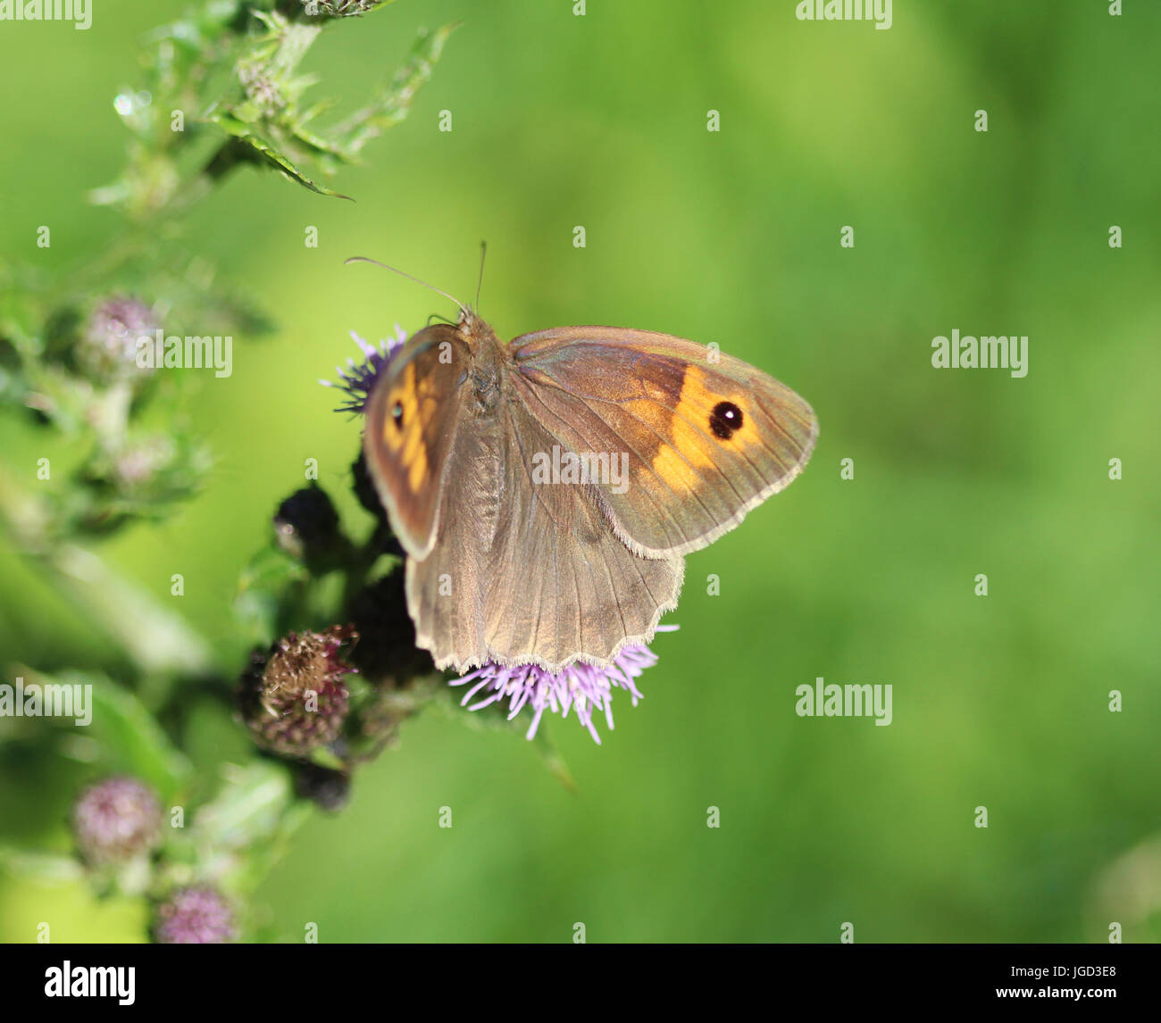Nymphalidae pyronia tithonus hi-res stock photography and images - Alamy