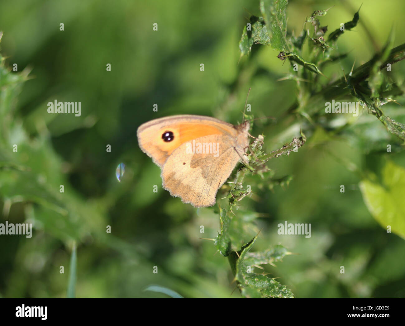 Gatekeeper pyronia tithonus single hi-res stock photography and images ...