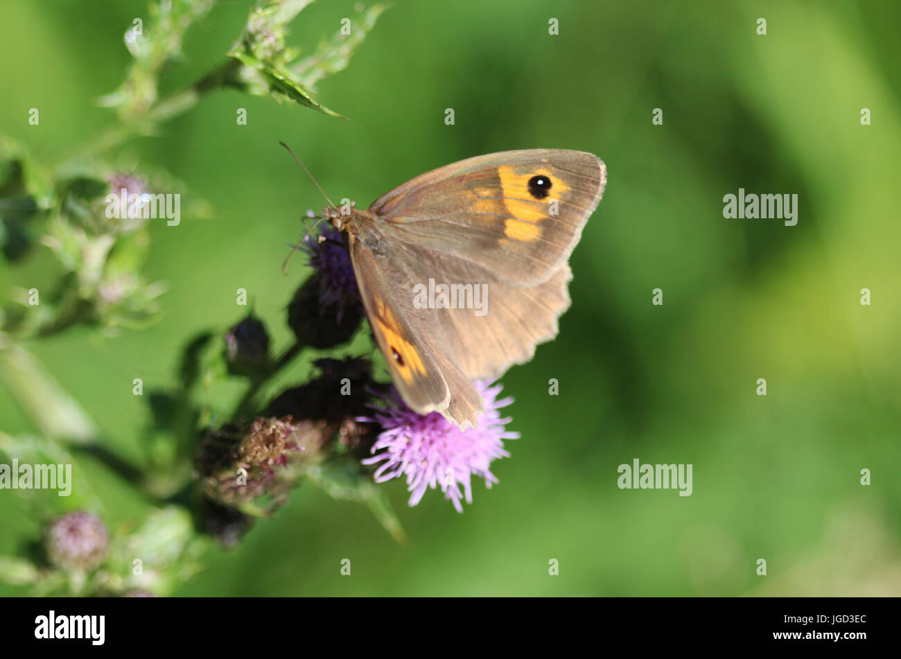 Gatekeeper moth hi-res stock photography and images - Alamy