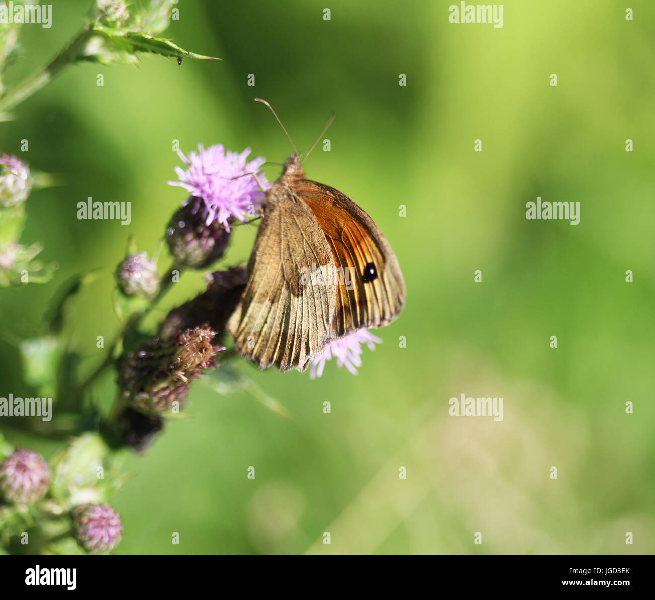 Gatekeeper moth hi-res stock photography and images - Alamy