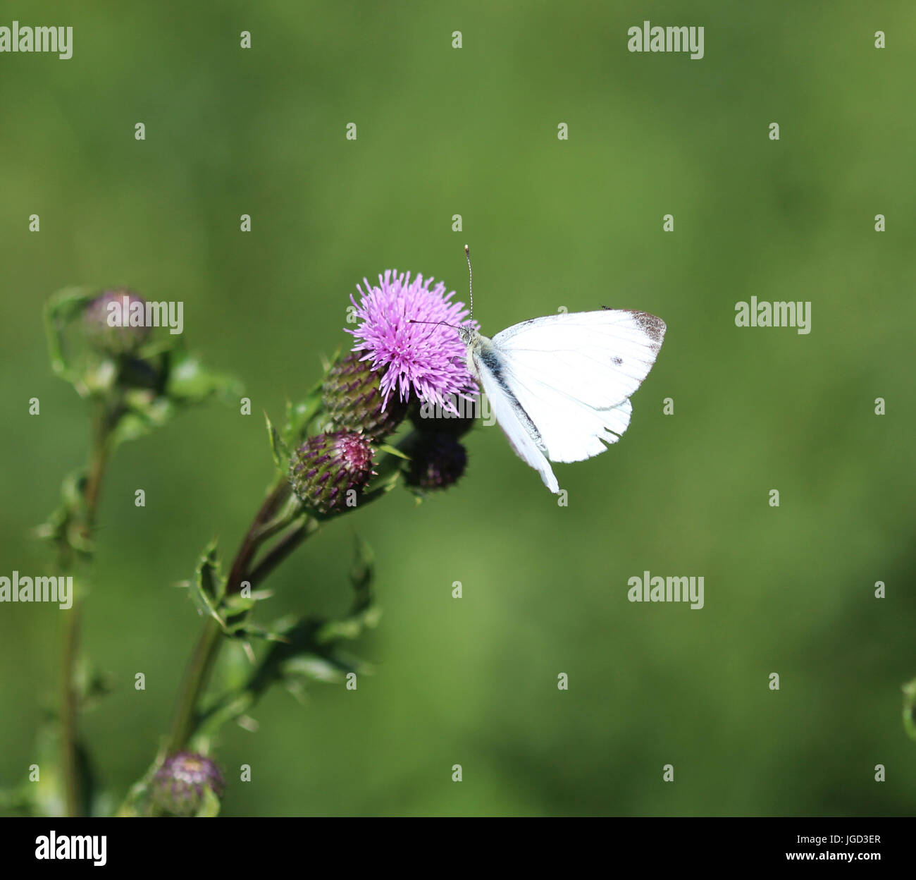 Small white (pieris rapae Stock Photo - Alamy