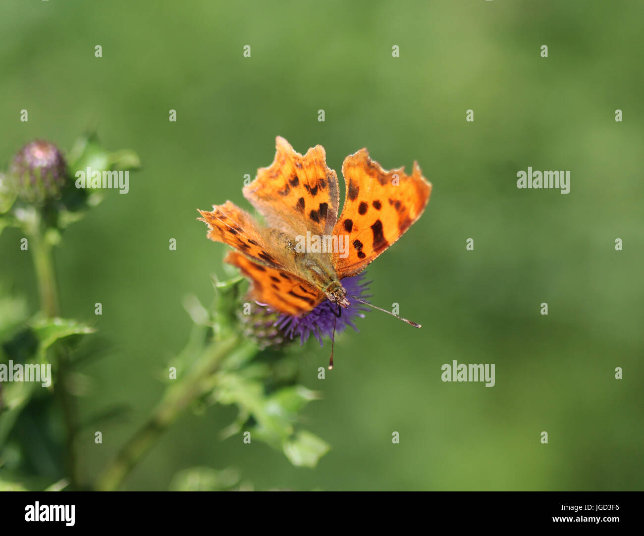 Comma Butterflies Stock Photos & Comma Butterflies Stock Images - Alamy