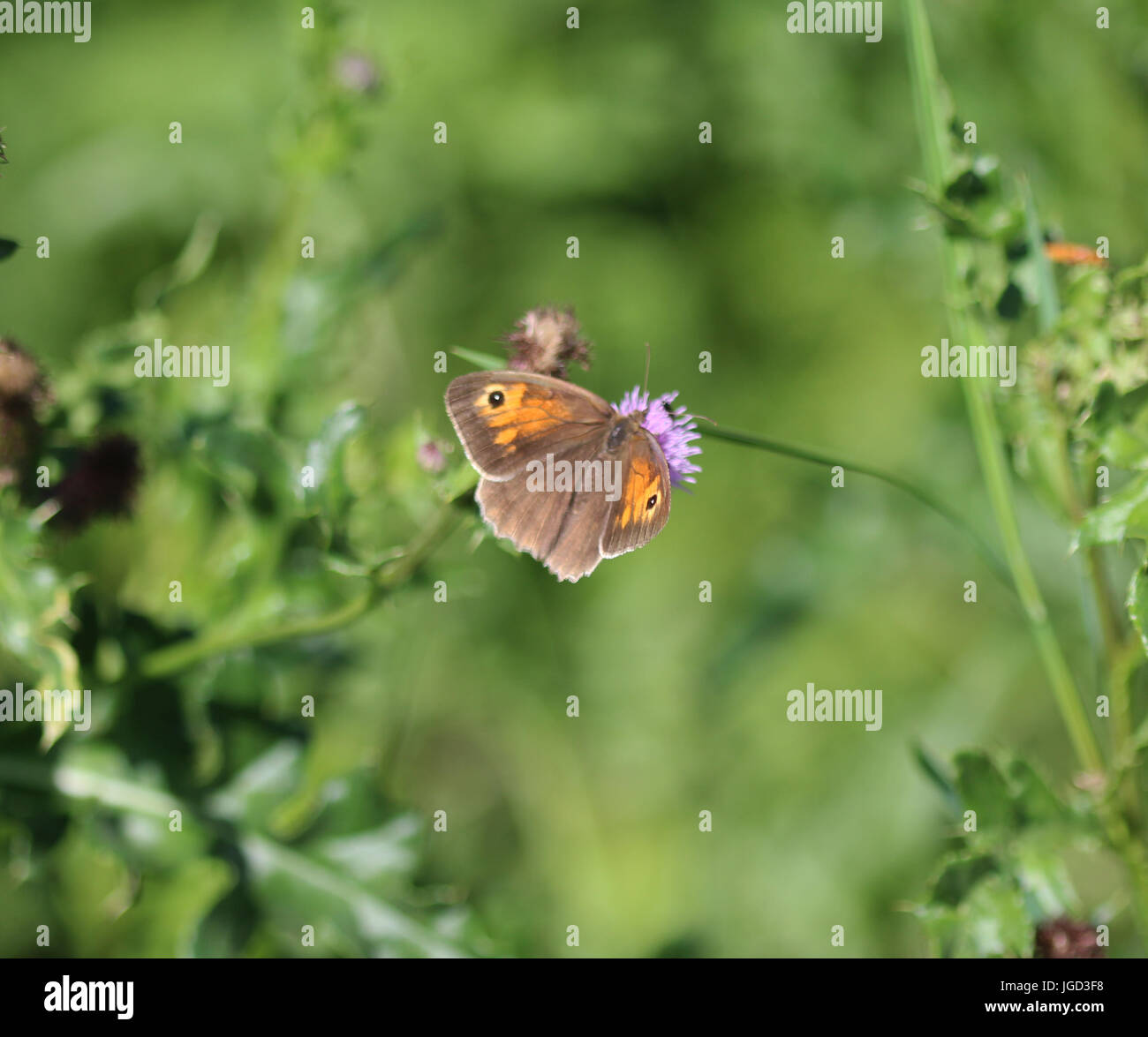 Gatekeeper pyronia tithonus single hi-res stock photography and images ...