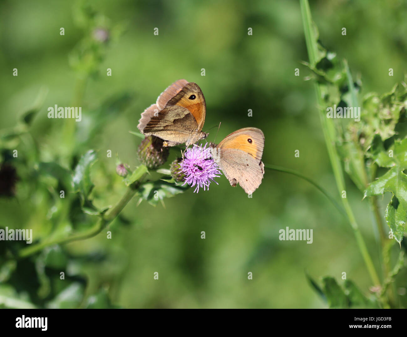 Gatekeeper pyronia tithonus single hi-res stock photography and images ...