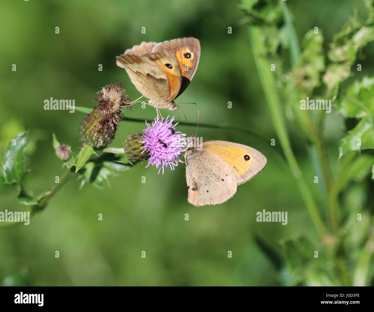 Nymphalidae pyronia tithonus hi-res stock photography and images - Alamy