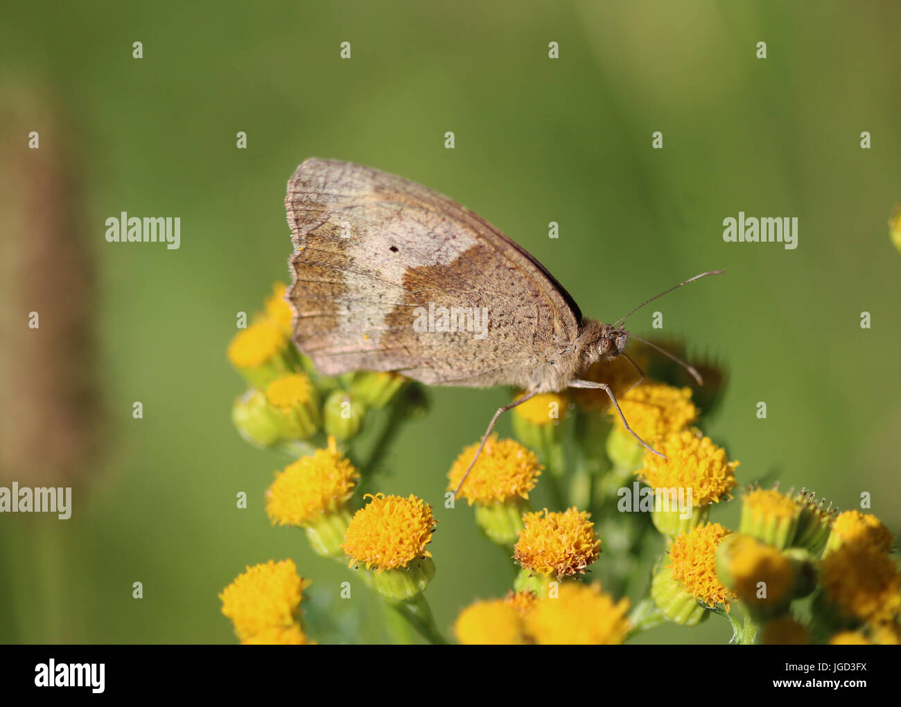 Brown meadow butterfly Stock Photo - Alamy