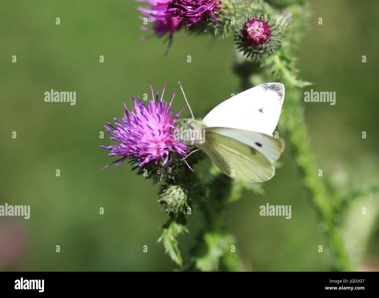 Small white (pieris rapae Stock Photo - Alamy