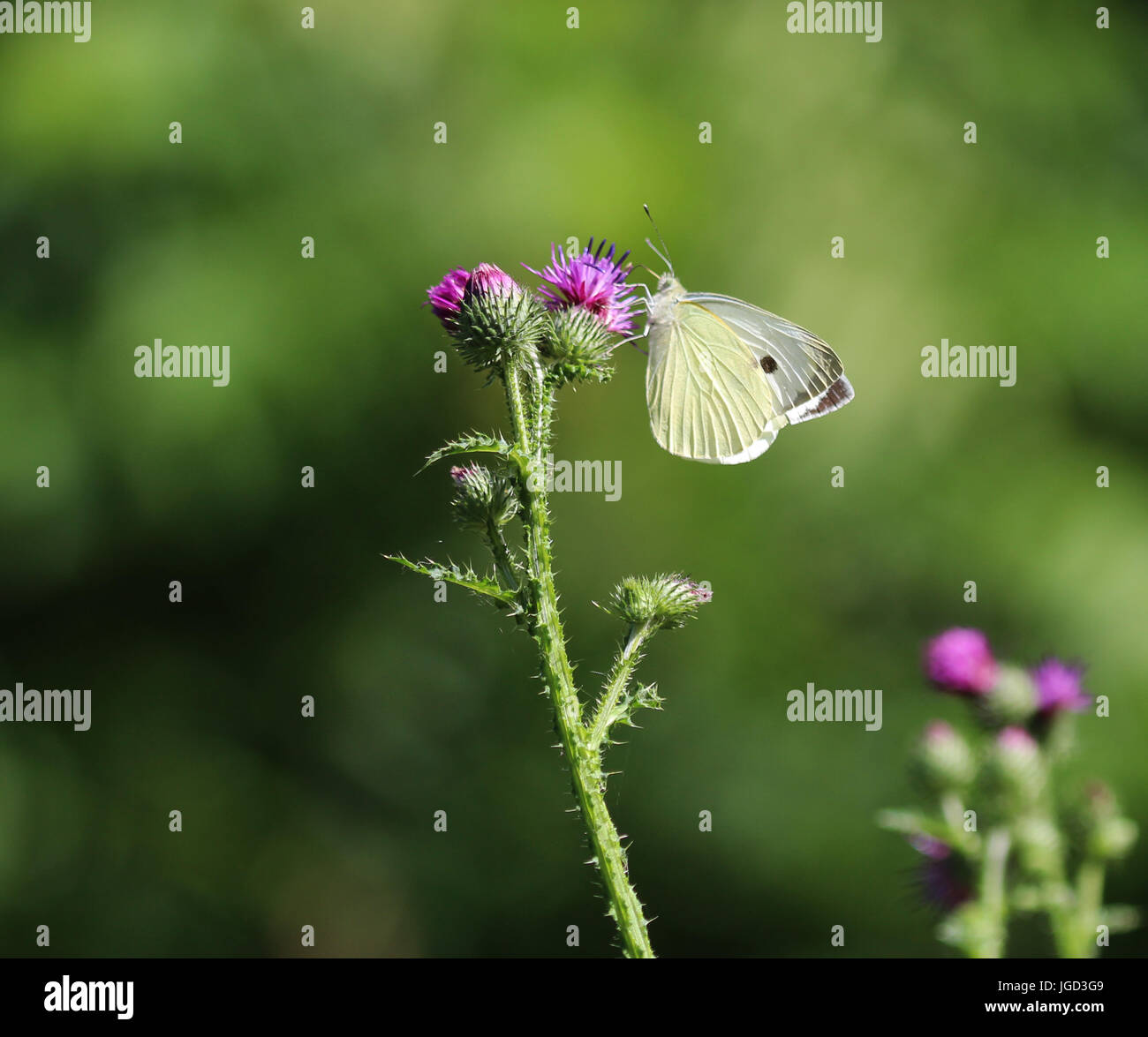 Female Cabbage White Butterfly High Resolution Stock Photography and ...