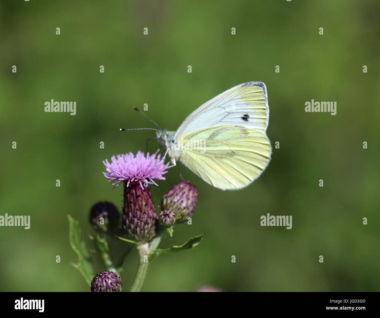Female cabbage white pieris hi-res stock photography and images - Alamy