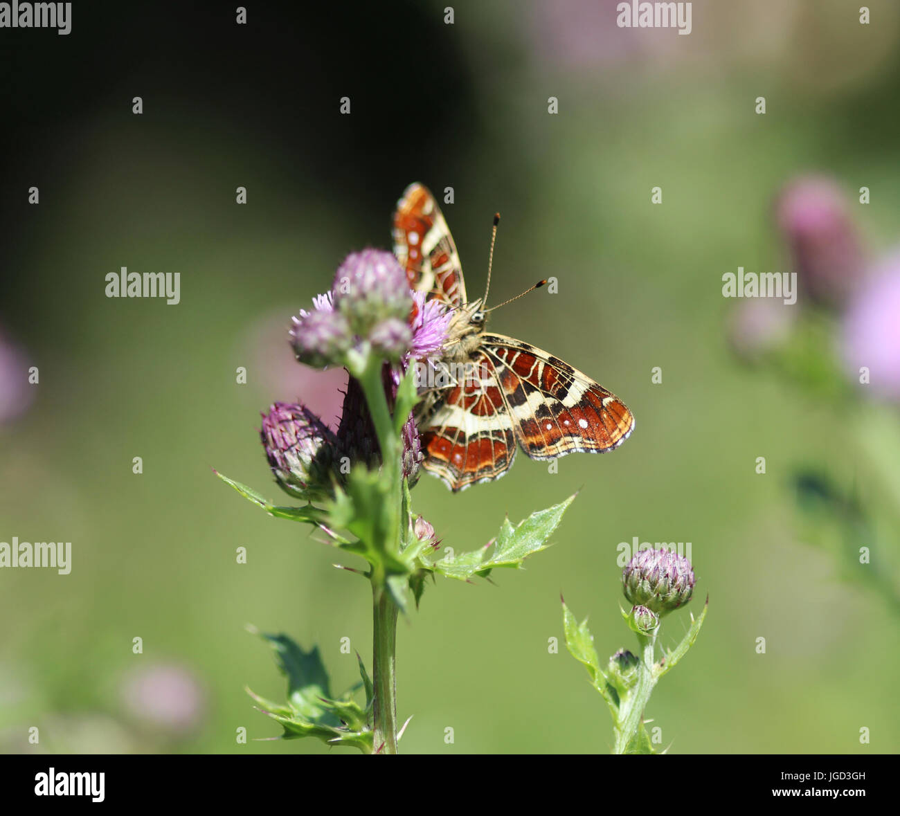 Map of papillon hi-res stock photography and images - Alamy