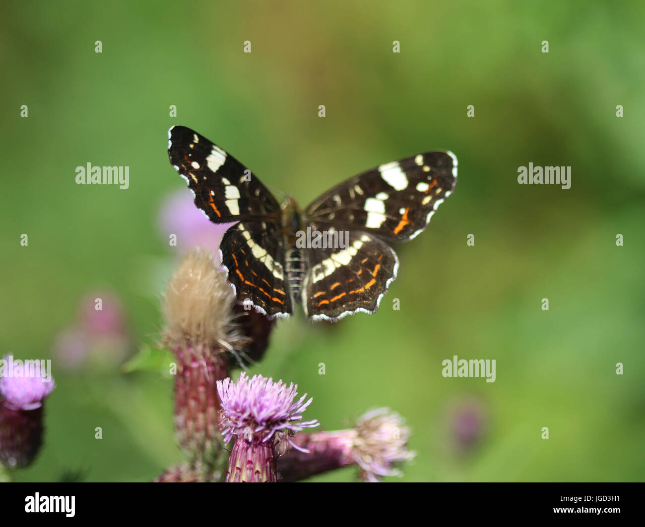 Map of papillon hi-res stock photography and images - Alamy