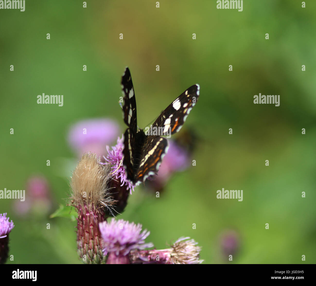 Map butterfly (Araschnia levana Stock Photo - Alamy
