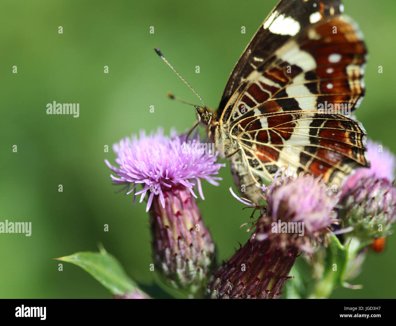 Map butterfly (Araschnia levana Stock Photo - Alamy