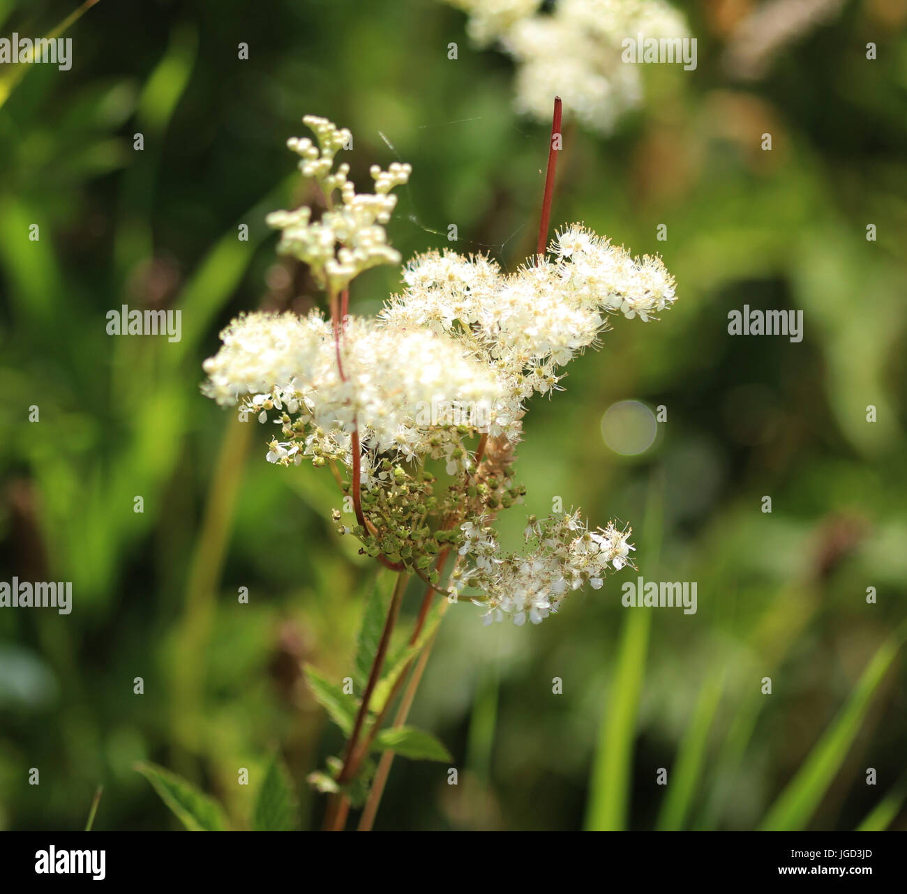 Filipendula ulmaria bee hi-res stock photography and images - Alamy