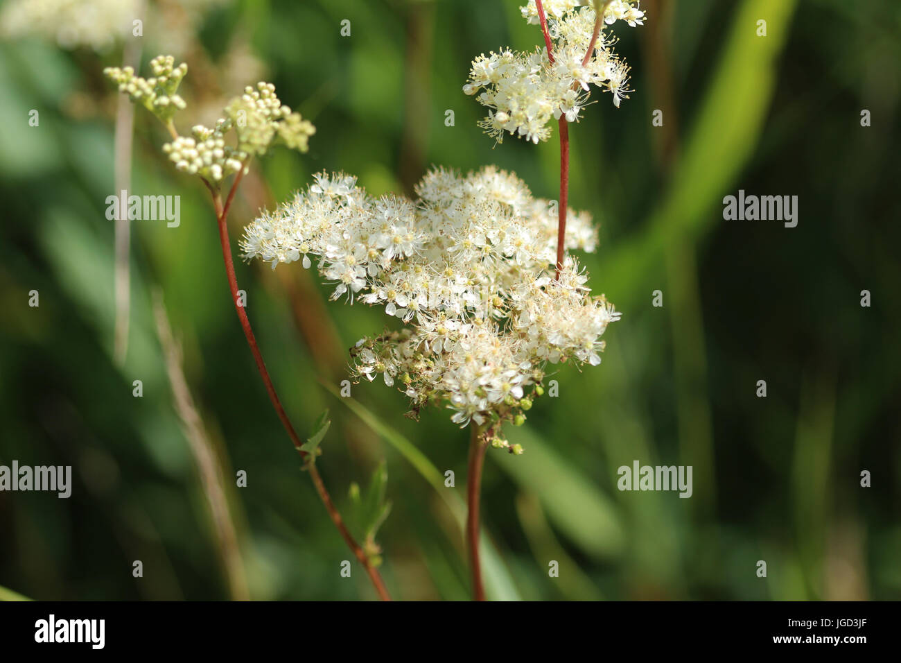 Filipendula ulmaria bee hi-res stock photography and images - Alamy