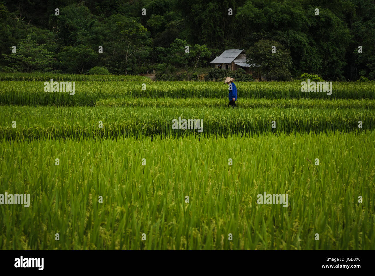 Morning rice fields hi-res stock photography and images - Alamy