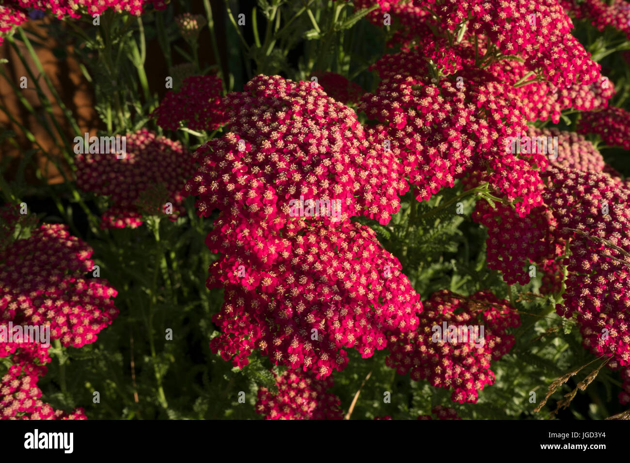 The RHS Hampton Court Palace Flower Show, July 2017, East Molesley ...