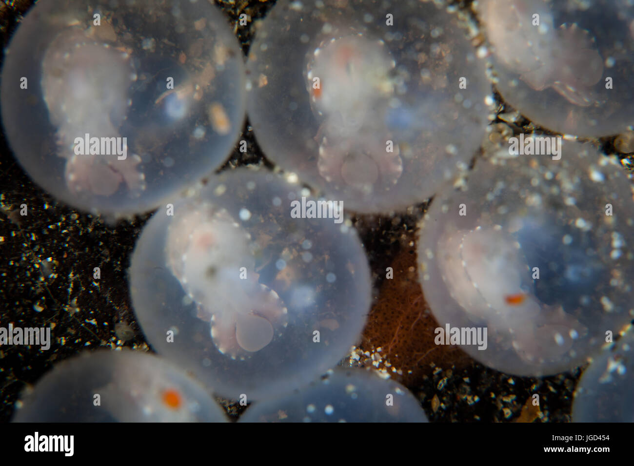 Cuttlefish Eggs Hatching