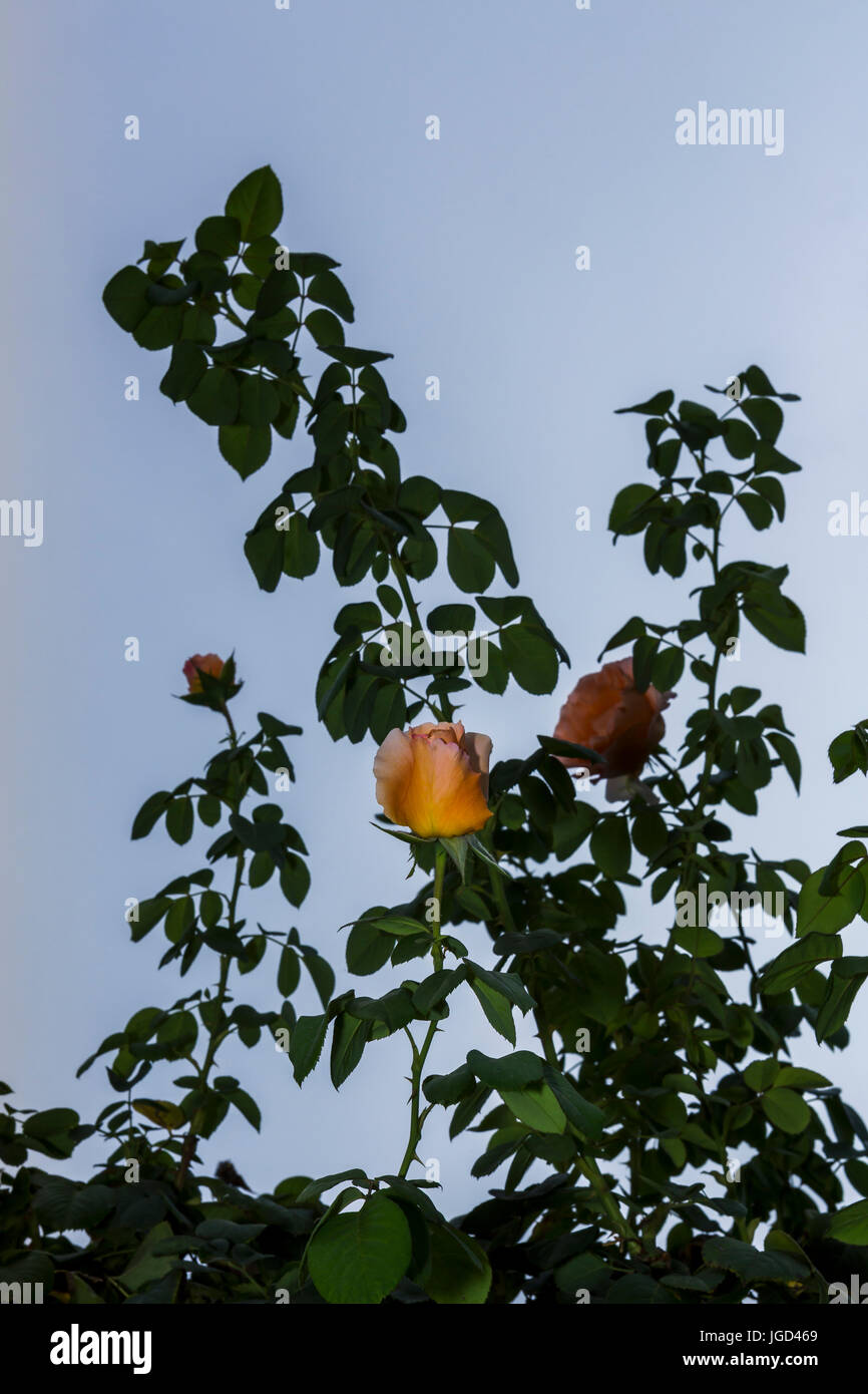 American beauty roses hi-res stock photography and images - Alamy