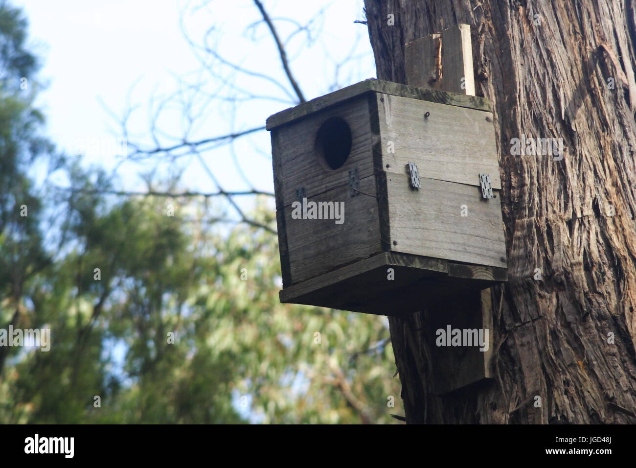Nest box australia hi-res stock photography and images - Alamy