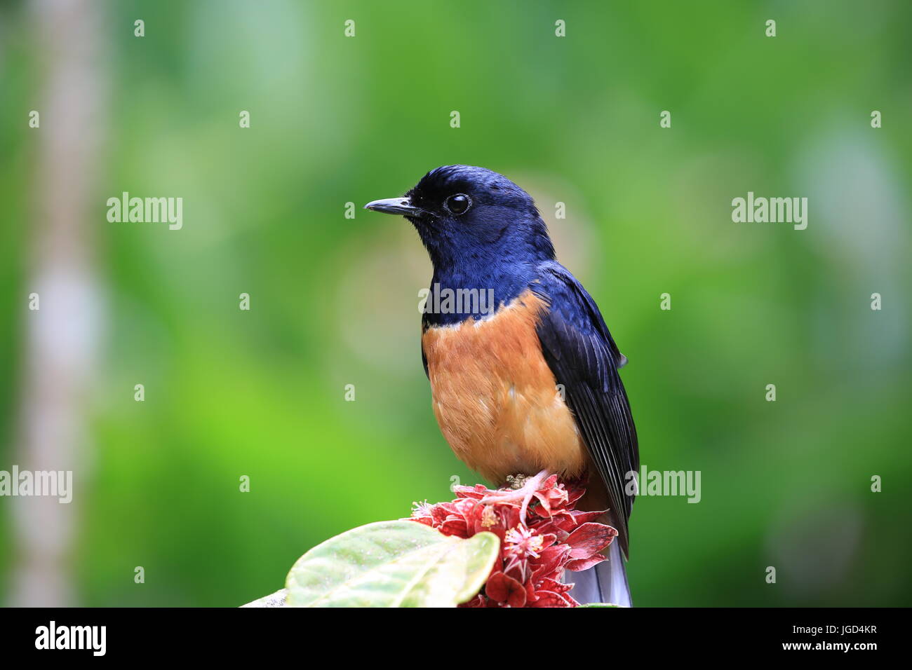 White rumped shama thrush hi-res stock photography and images - Alamy