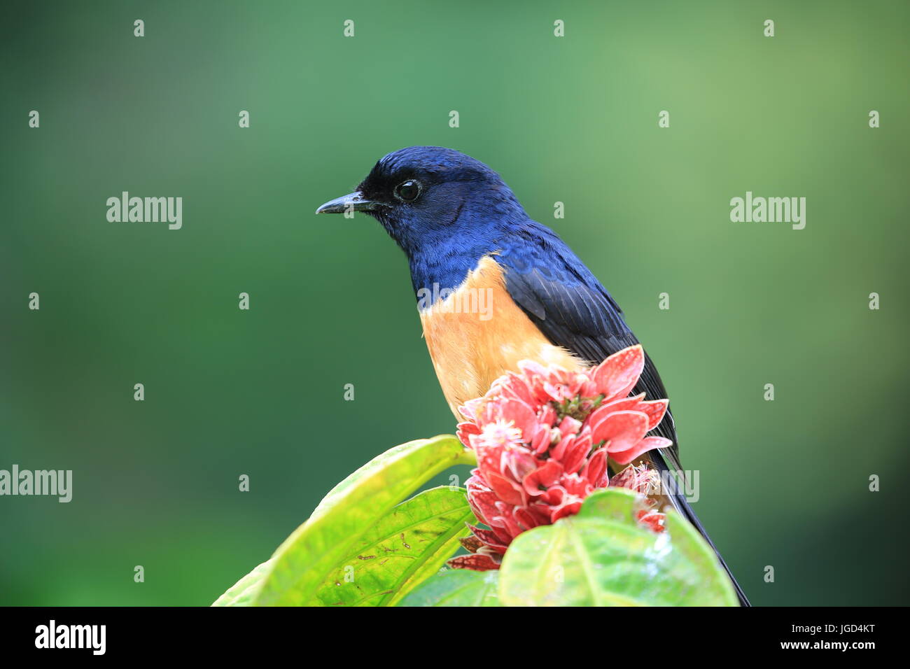 Shama thrush hawaii hi-res stock photography and images - Alamy