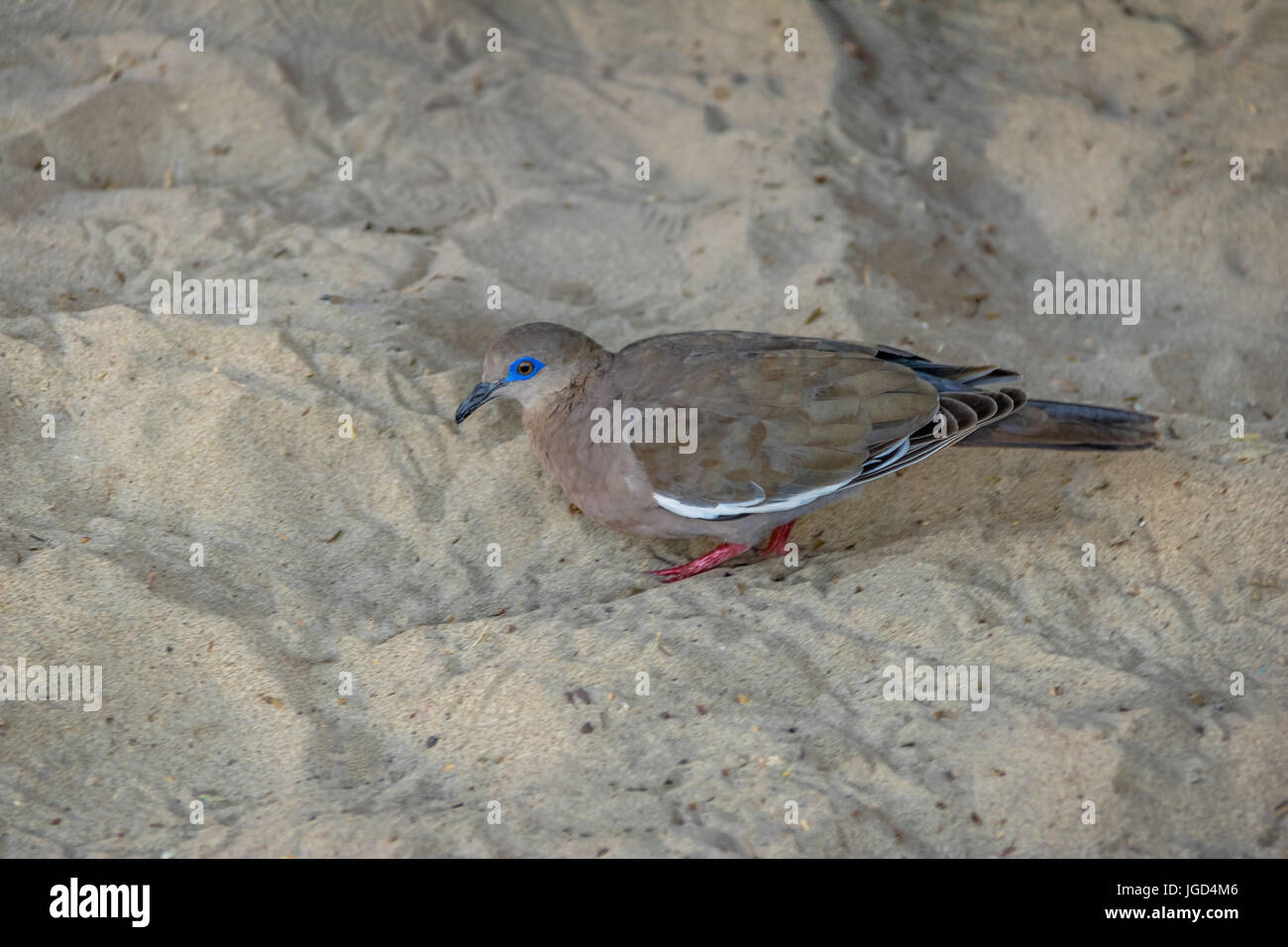West peruvian dove hi-res stock photography and images - Alamy